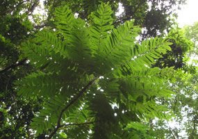 ÁRVORES BRASILEIRAS